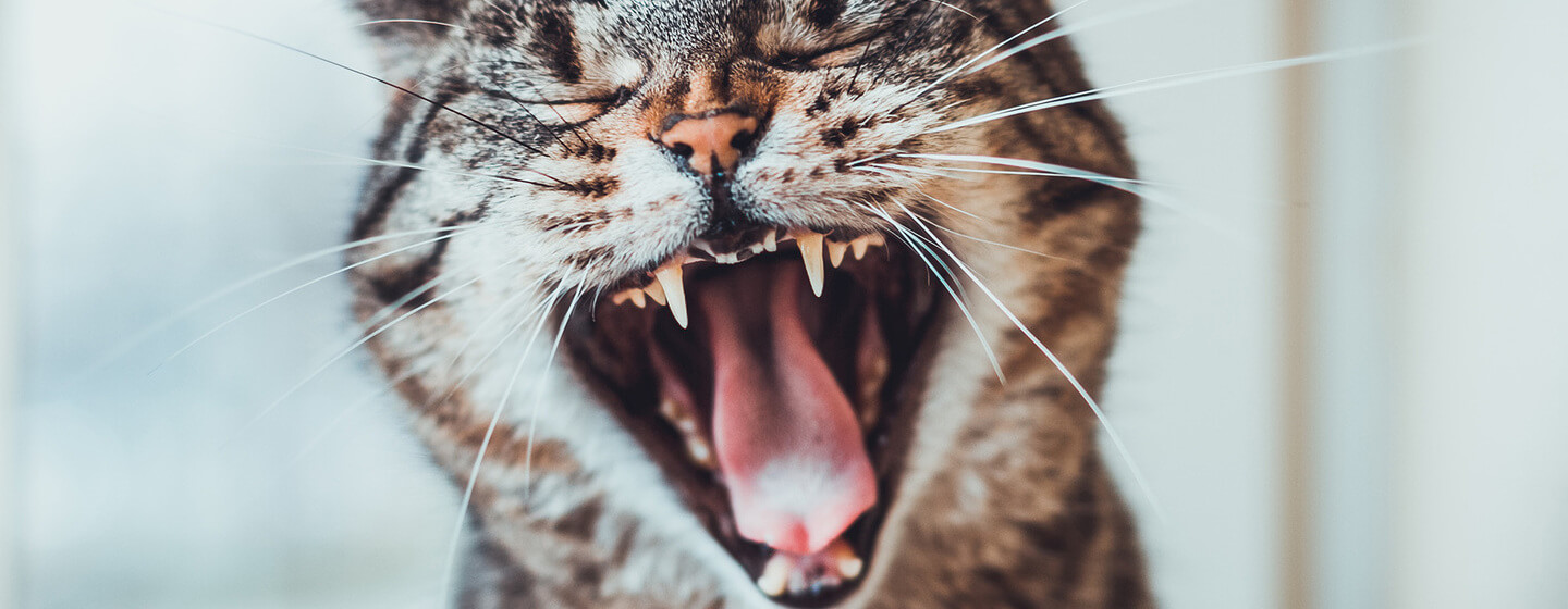 Katzengebiss: So viele Zähne hat die Katze | Purina