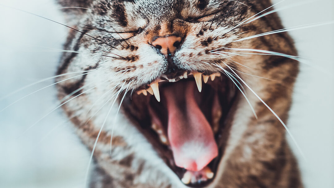 Prendre soin des dents de votre chat : nos conseils | Purina