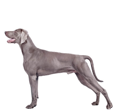Braque de Weimar (poil court/long) : informations sur la race | Purina