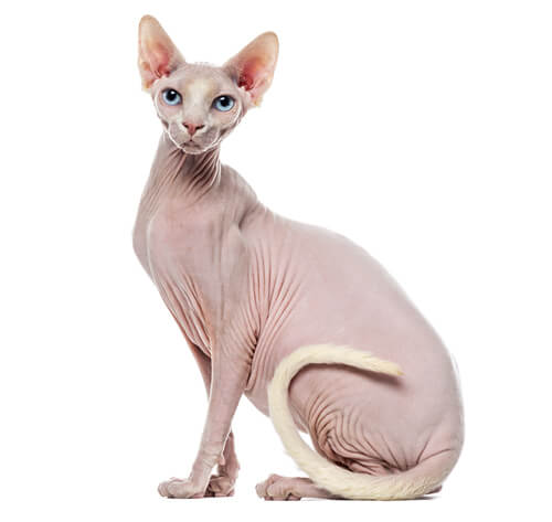 Chat Sphynx : informations sur la race |Purina