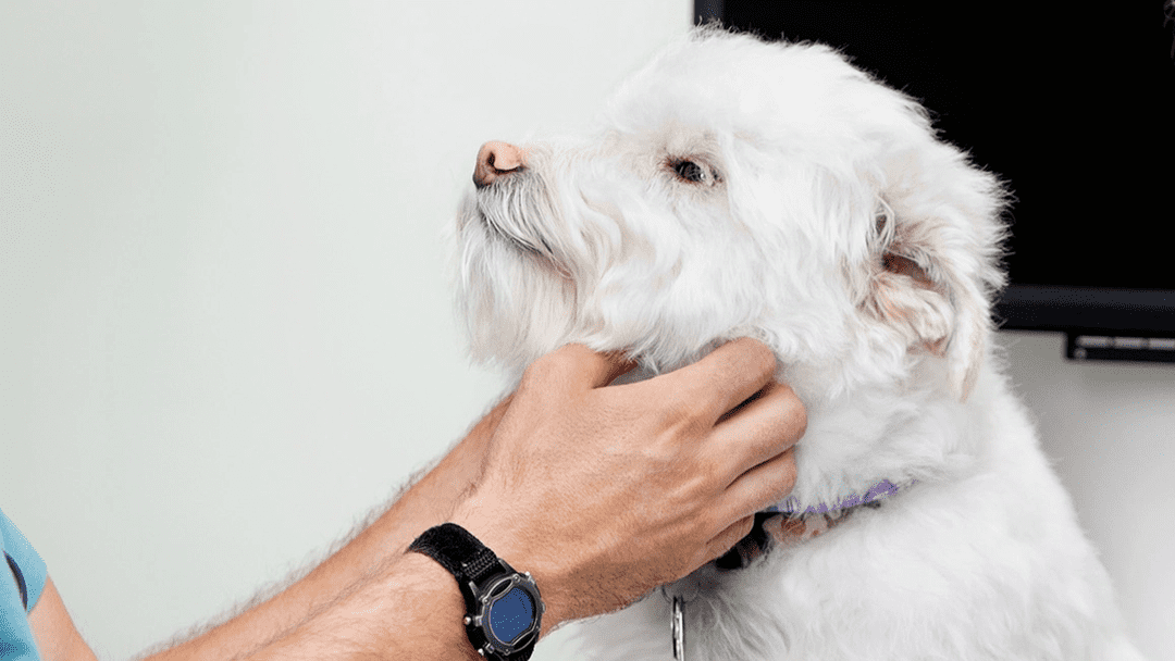 Leishmaniose bei Hunden: symptome und Behandlung