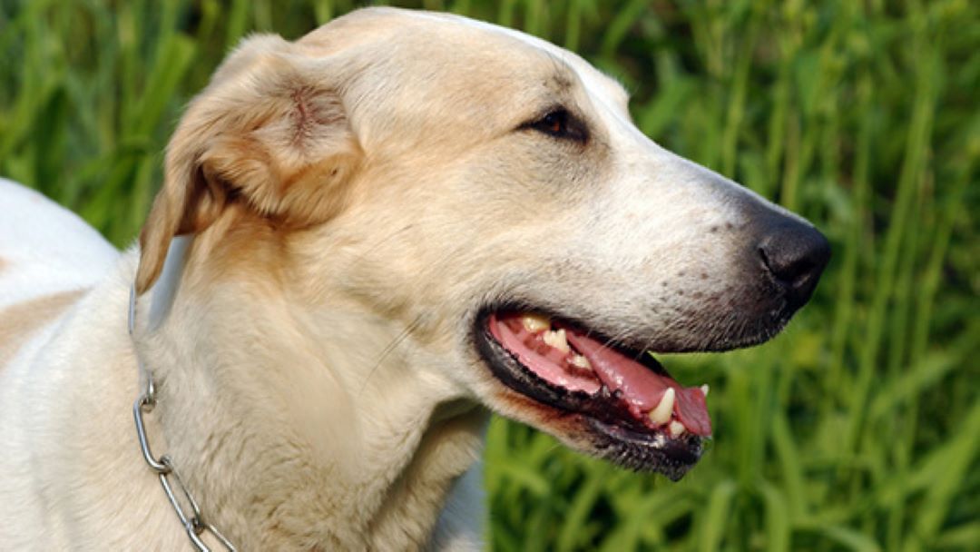 Zahnpflege | Hund Geshundheit und Wohlbefinden | Purina CH