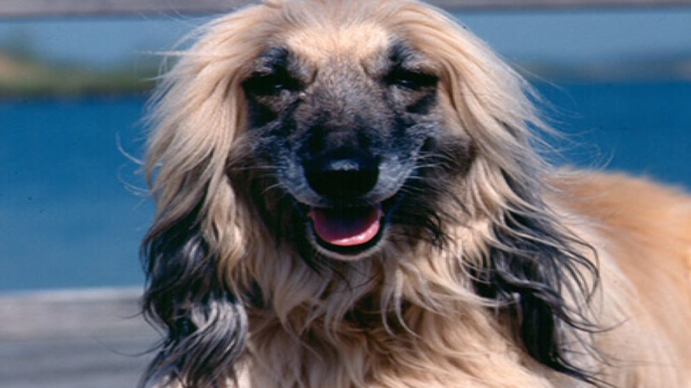 L'histoire du chien: tout connaître sur les chiens | Purina