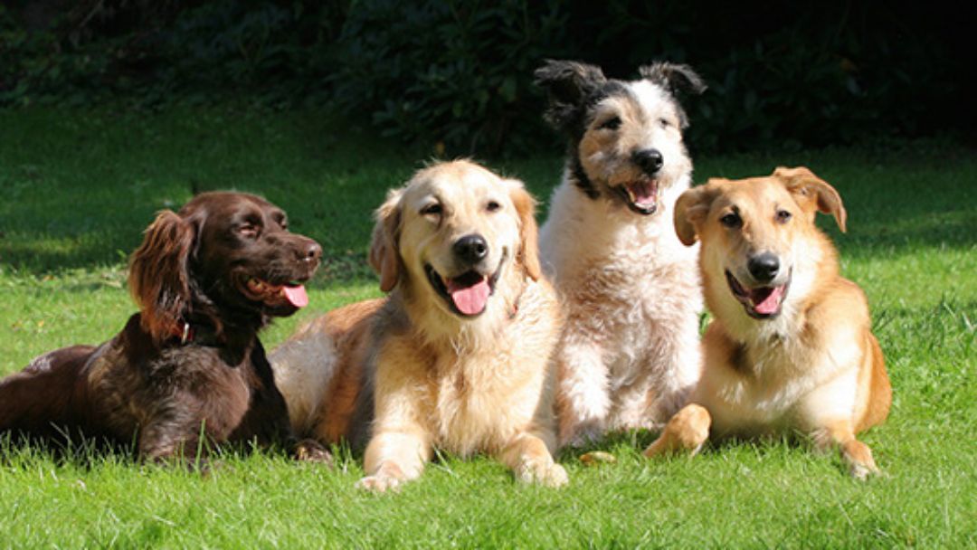 Soins en fonction du pelage de votre chien | Purina CH