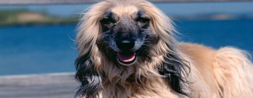 L'histoire du chien: tout connaître sur les chiens | Purina